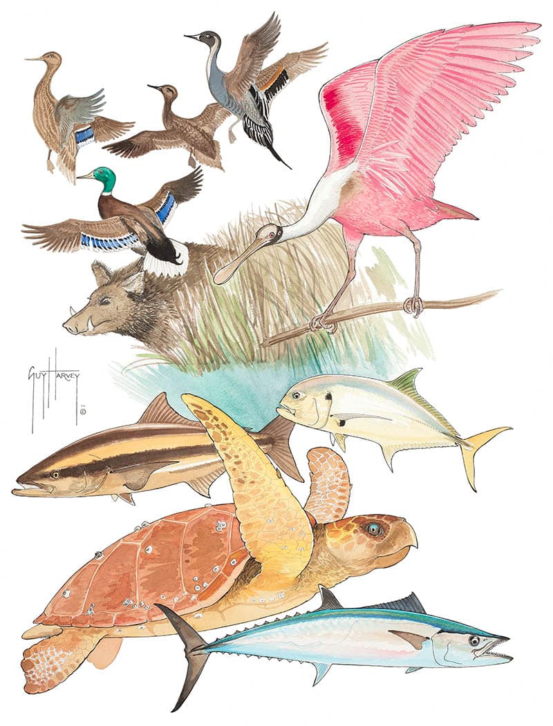 Conservation Program - Guy Harvey Foundation